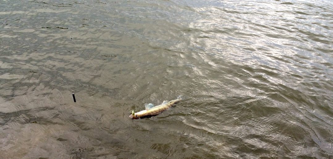 Freestyle mit dem Kickback-Rig